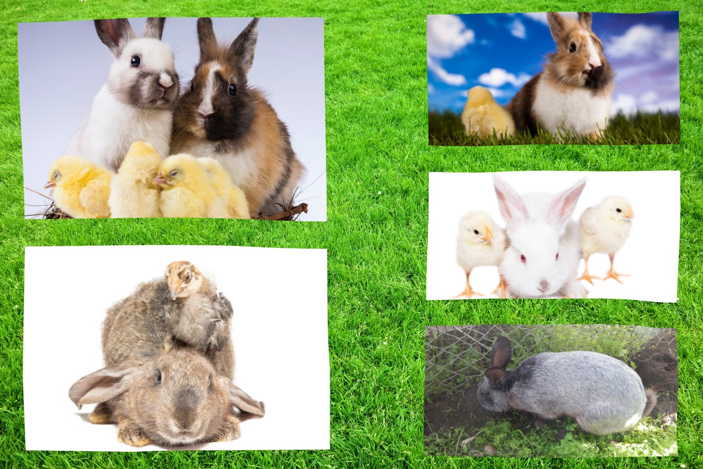 19 Tips For Raising Chickens And Rabbits Together