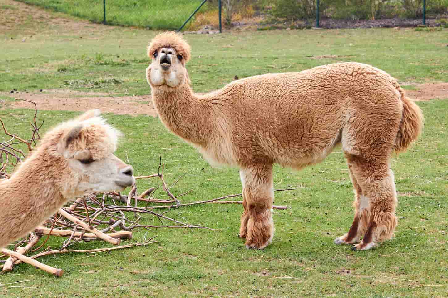 Alpacas, Llamas, And Predators: The Complete Guide