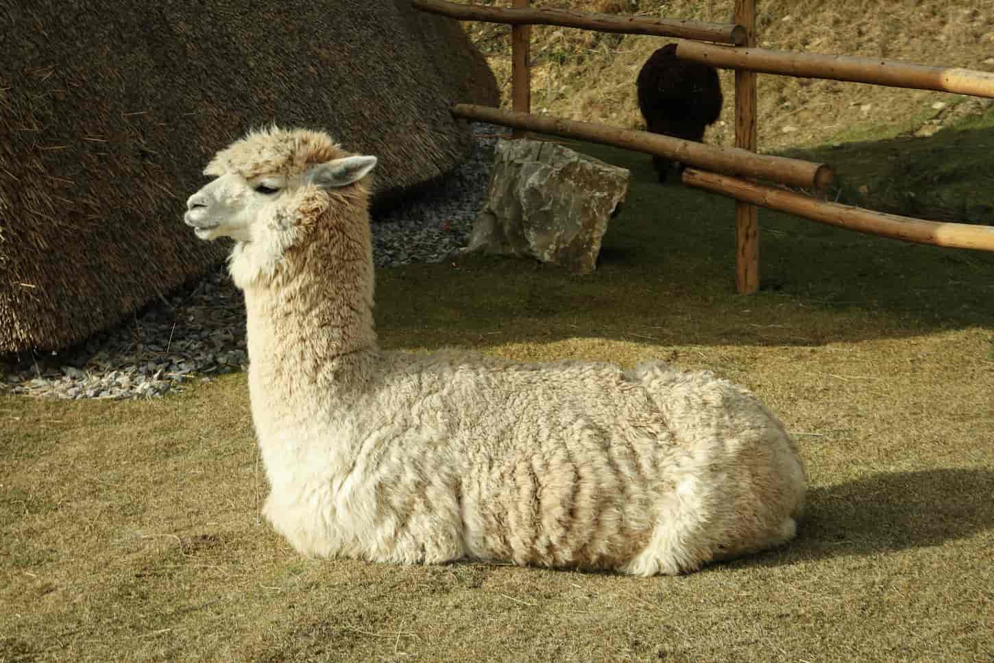 Alpacas, Llamas, And Predators: The Complete Guide