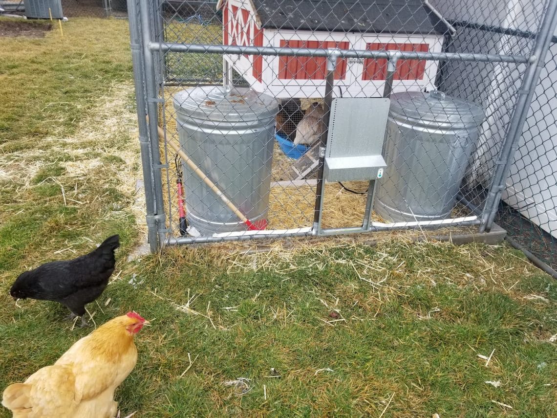 What Is The Best Ground Cover For A Chicken Run?