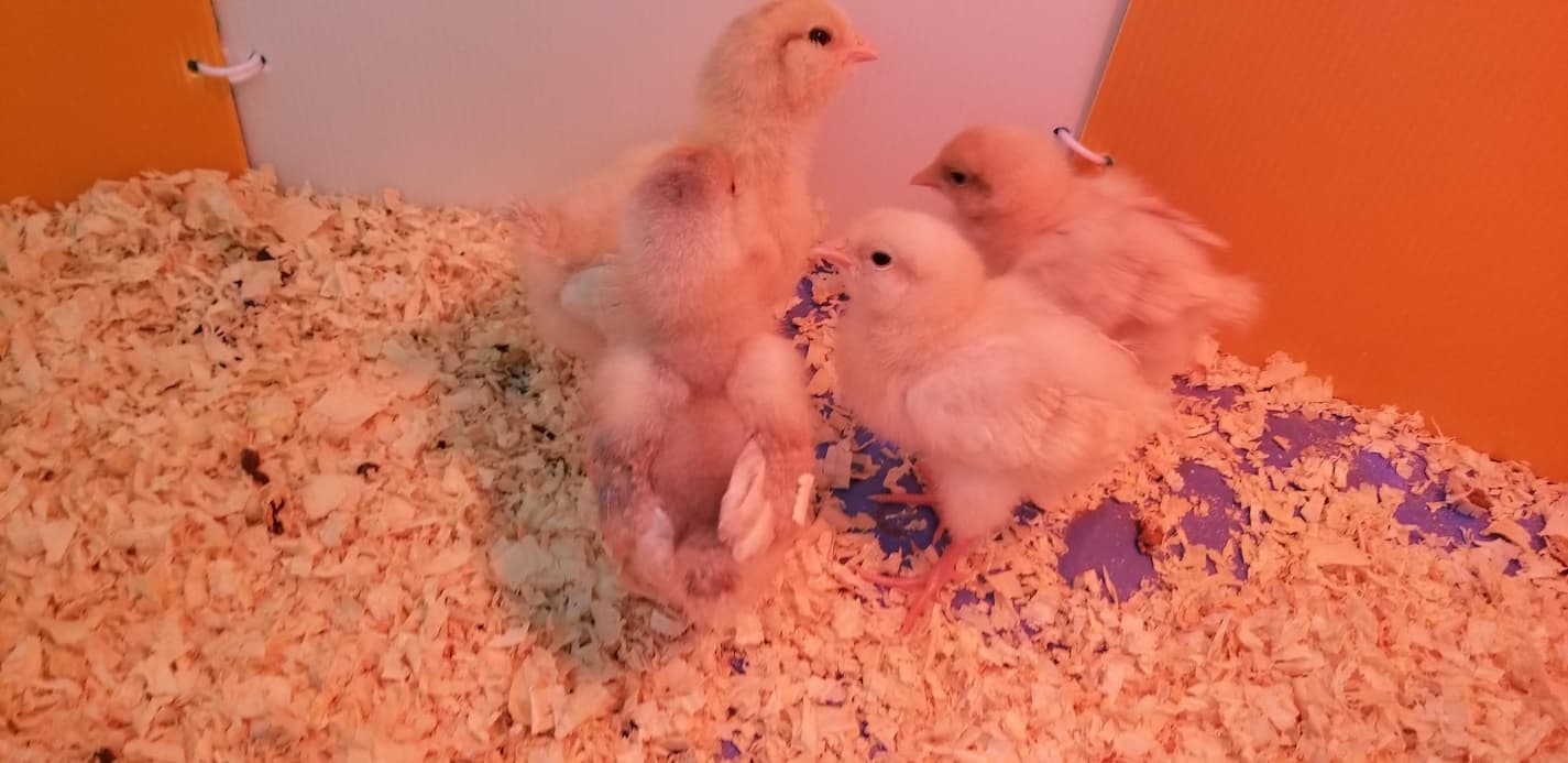 Light And Heat Requirements For Baby Chicks: The Essential Guide