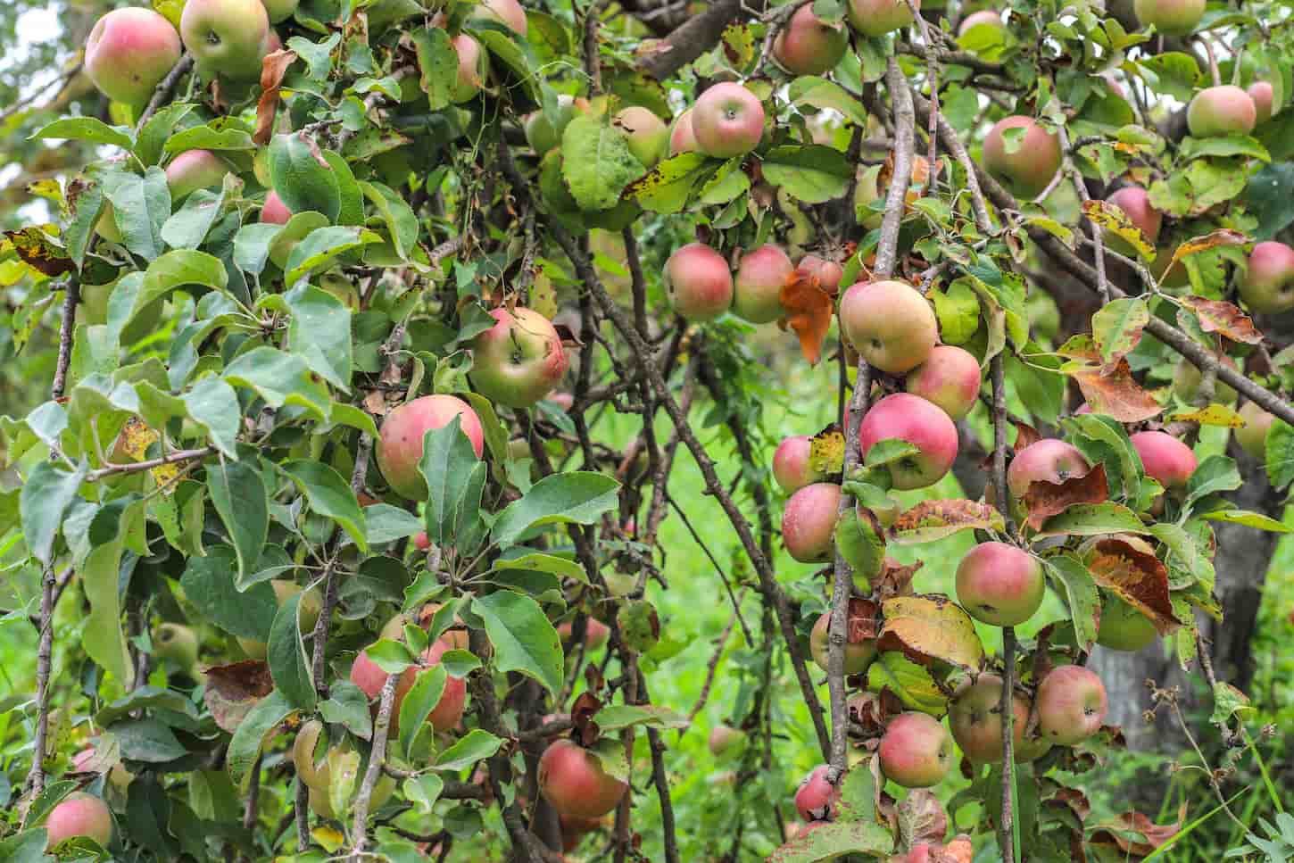 How To Fertilize Fruit Trees With Epsom Salt