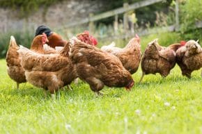Do Chickens Fly? Can They? Here's The Truth!