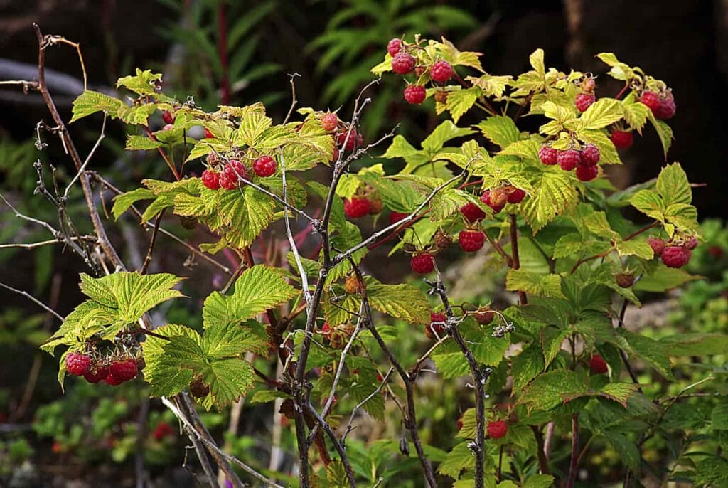 Blue Raspberries: What You Need To Know