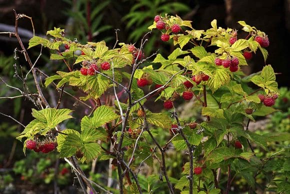 Blue Raspberries: What You Need To Know