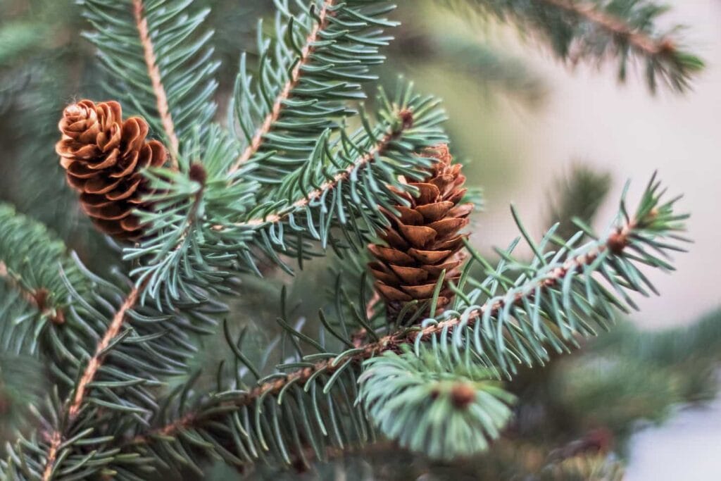 What Is The Best Fertilizer For Blue Spruce Trees?